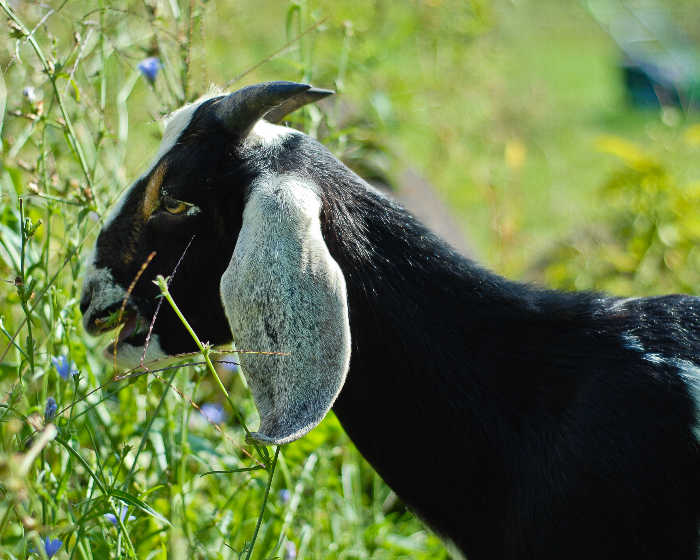 Nubian Dairy Goats For Sale