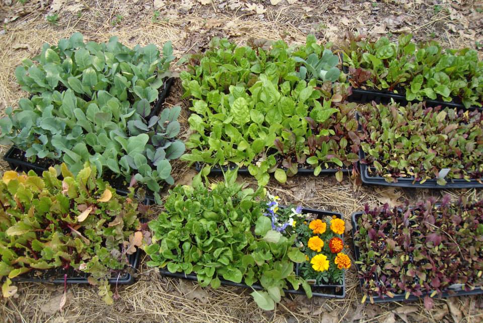 Organic Seedlings For Sale - Saco River Farms