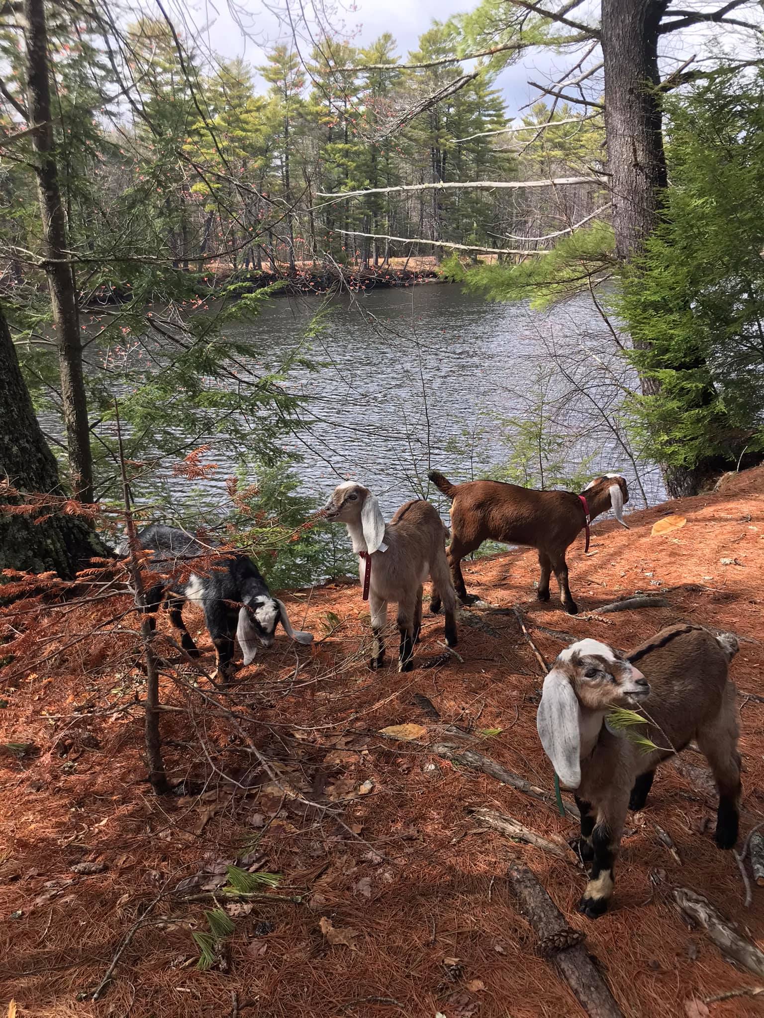 Ultimate Goat Kid Walk – Saco River Farms