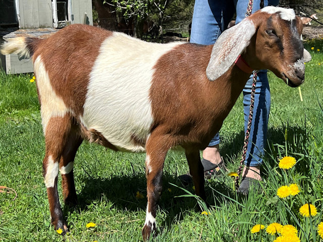 2SR/P29 Nubian Dairy Goat Yearling - Saco River Farms