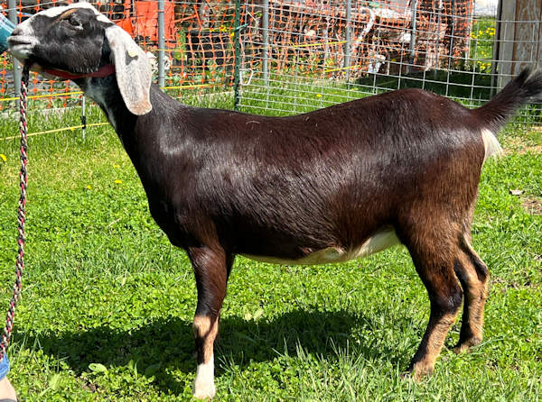 2SR/P22 Nubian Dairy Goat Yearling - Saco River Farms