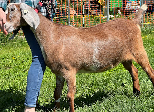 2SR/P28 Nubian Dairy Goat Yearling - Saco River Farms