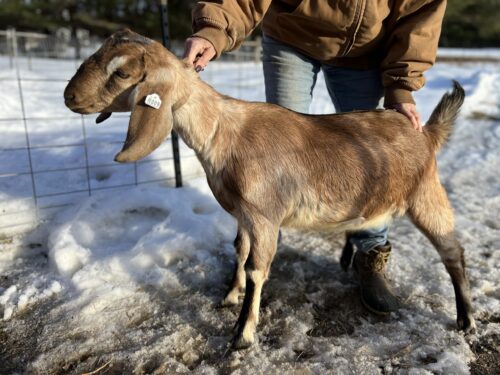 2SR/R002 Nubian Goat Doe - June - Saco River Farms
