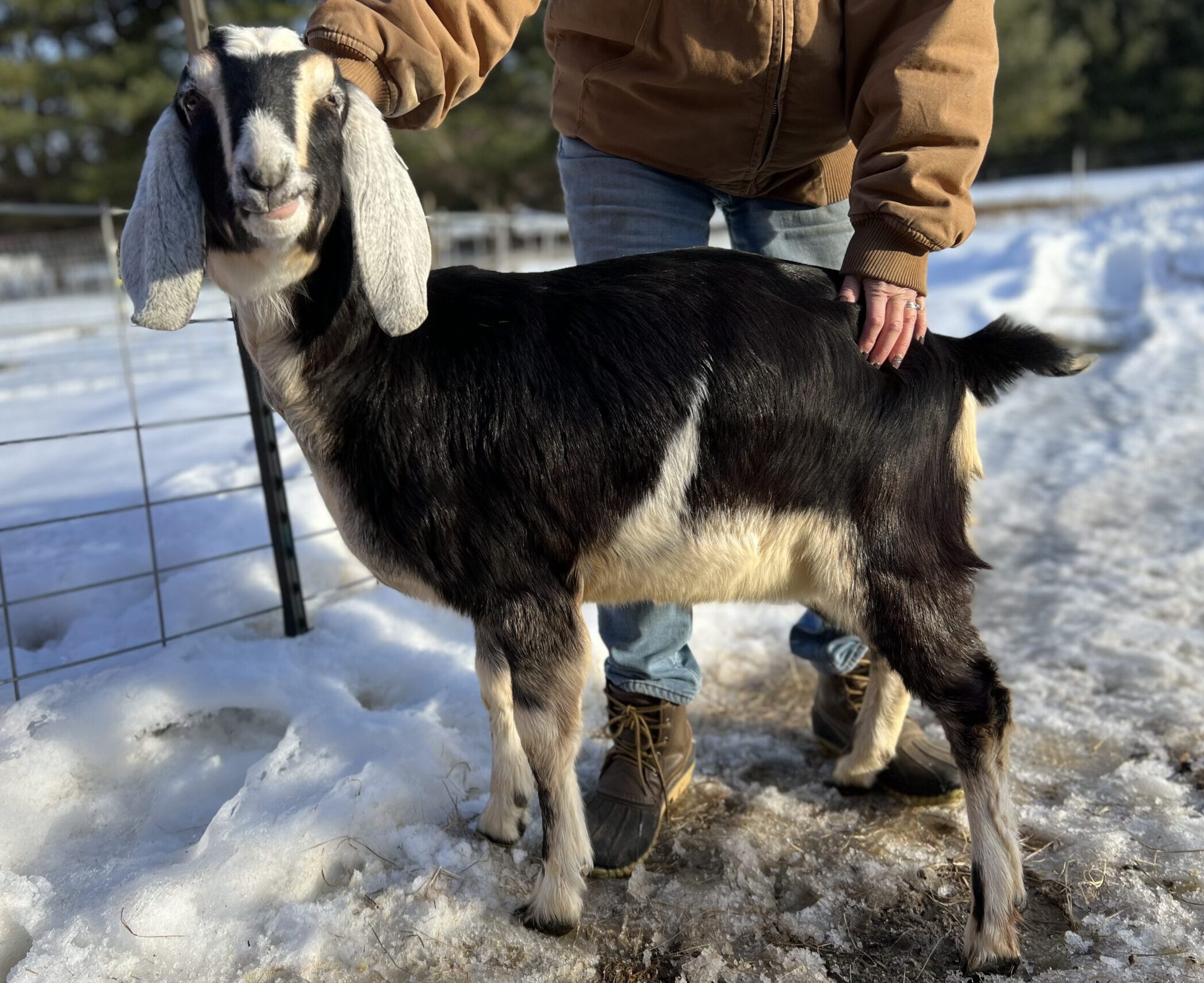 2SR/R040 Nubian Goat Yearling - Saco River Farms