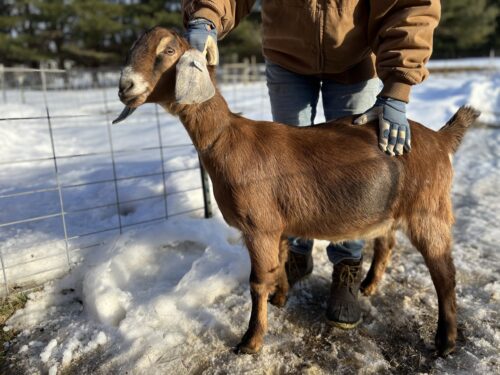 2SR/R005 Nubian Goat Yearling - Saco River Farms