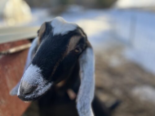 2SR/R022 Nubian Goat Yearling - Saco River Farms