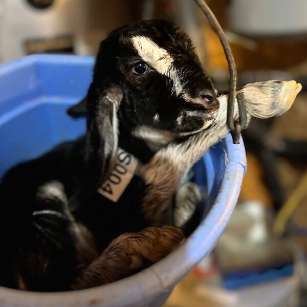 2sr s030 Nubian goat kid buck - Saco River Farms