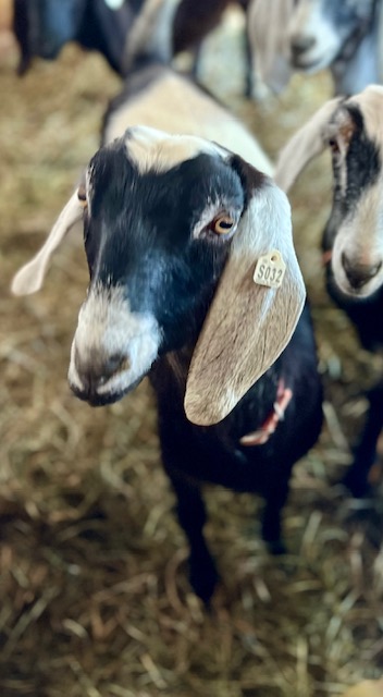 2SR/S032 Nubian Goat Yearling Doe - Saco River Farms