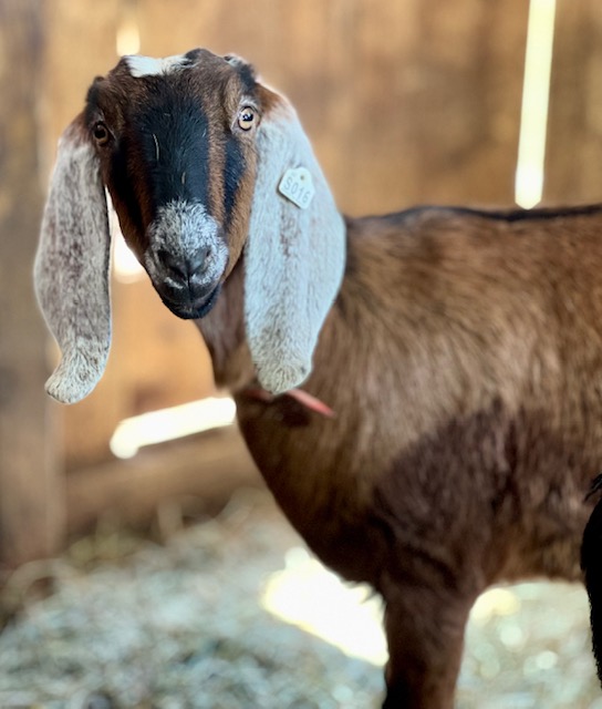 2SR/S016 Nubian Goat Kid yearling - Saco River Farms