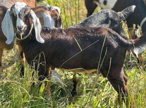2sr s015 Nubian goat kid buck - Saco River Farms