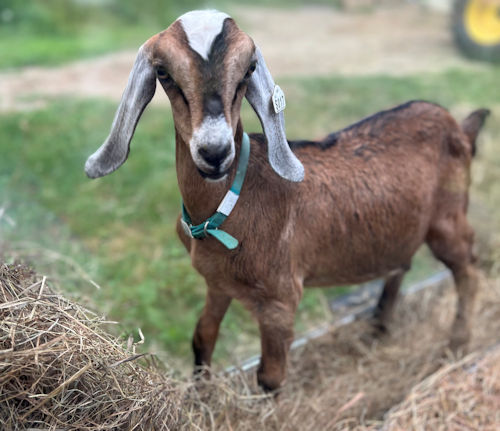 2sr s017 Nubian goat kid buck - Saco River Farms