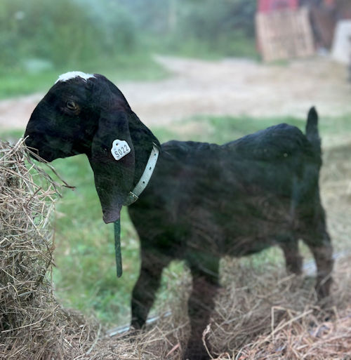 2sr s022 Nubian goat kid buck - Saco River Farms