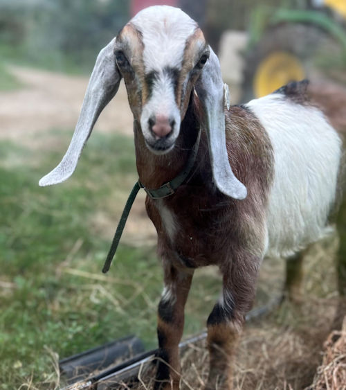 2sr s026 Nubian goat kid buck - Saco River Farms