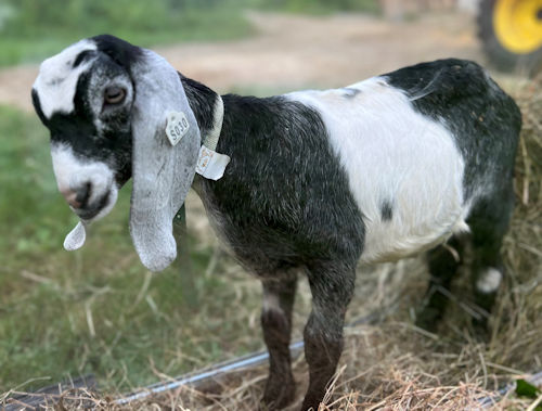 2sr s030 Nubian goat kid buck - Saco River Farms