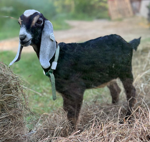 2sr s033 Nubian goat kid buck - Saco River Farms