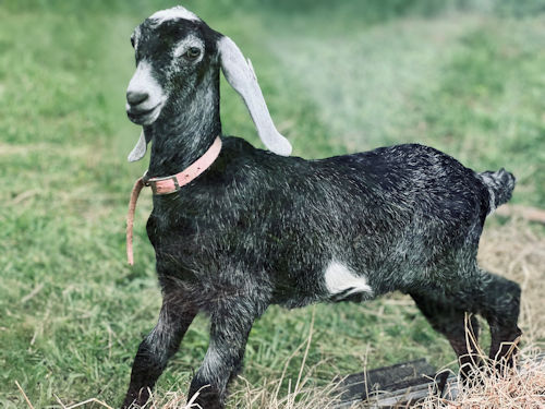 2SR/S035 Nubian Goat Kid Doe - Saco River Farms
