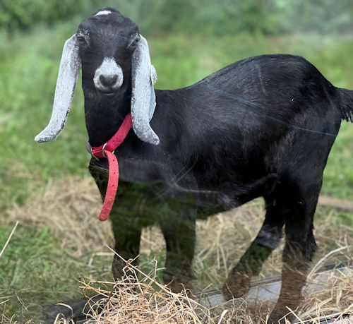 2SR/S036 Nubian Goat Kid Doe - Saco River Farms