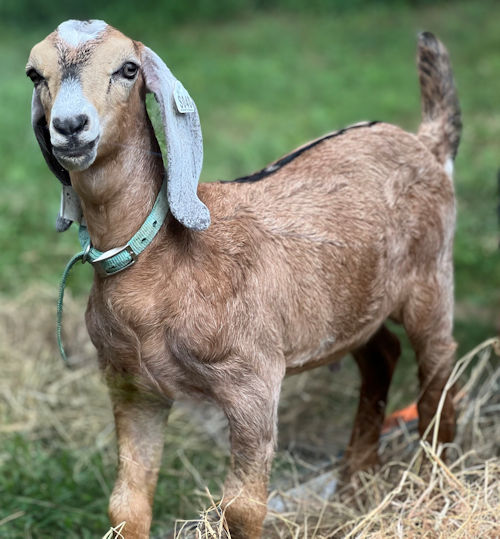 2sr s040 Nubian goat kid buck (stud quality) - Saco River Farms