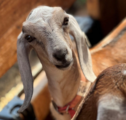 2SR/S041 Nubian Goat Yearling Doe - Saco River Farms