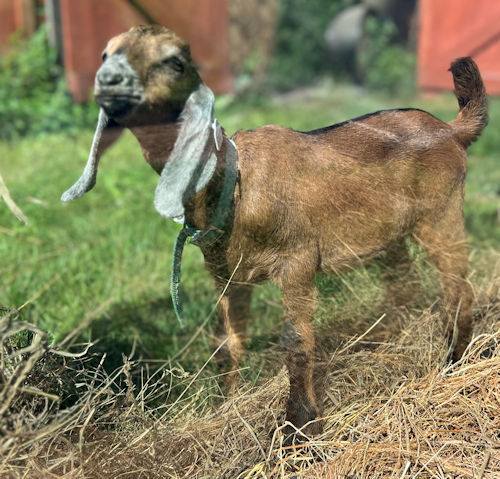 2sr s043 Nubian goat kid buck - Saco River Farms