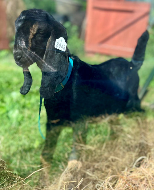 2sr s048 Nubian goat kid buck - Saco River Farms