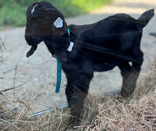 2sr s049 Nubian goat buck (Stud Quality) - Saco River Farms